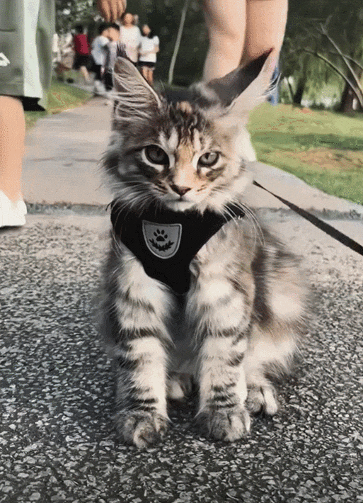 我想养一只猫100字左右图标
