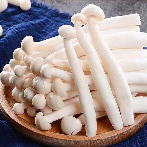 白色菌菇缩略图