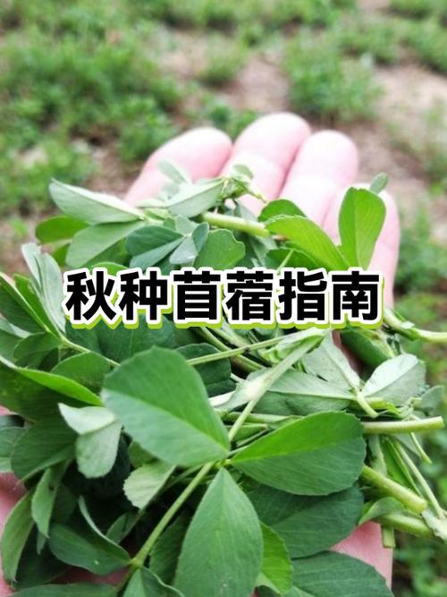 苜蓿草怎么种截图