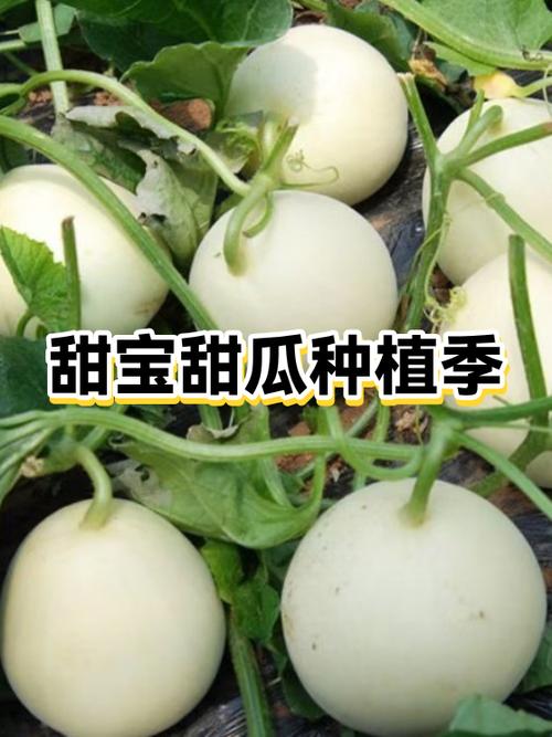 甜瓜成熟的季节是几月图标