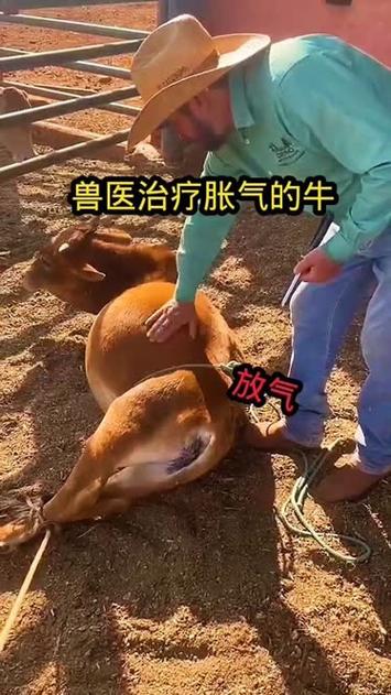 牛胀肚子怎么办截图