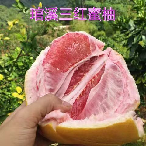 蜜柚哪里的最正宗图标