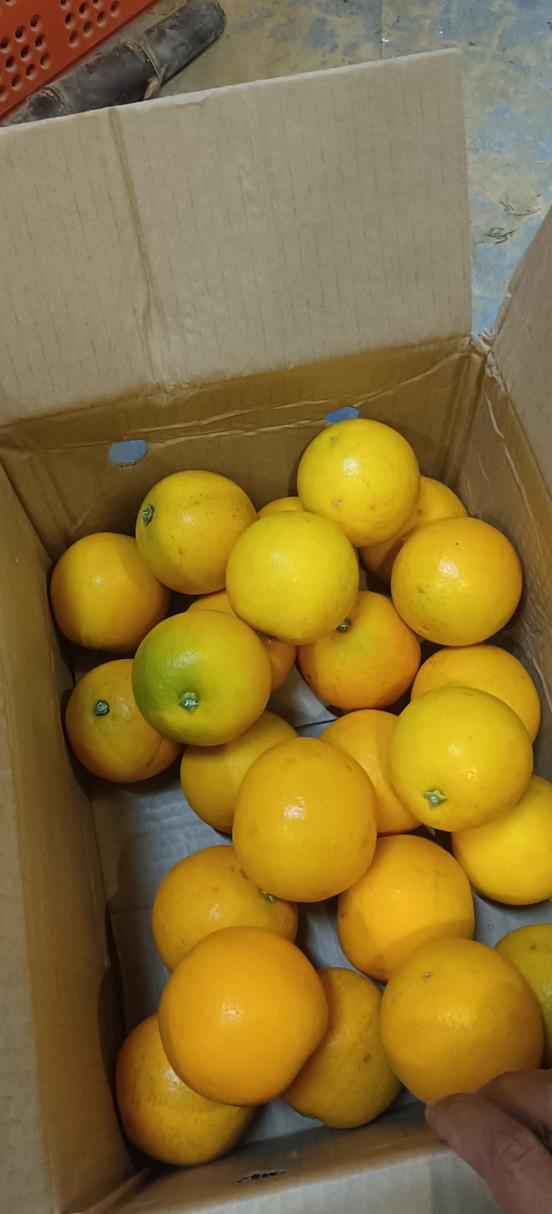 冰糖橙的品质特征图标