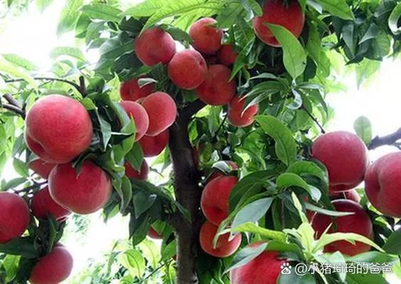 5月必吃十大水果图标
