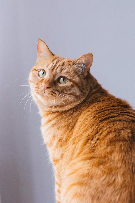 橘猫多久成年图标