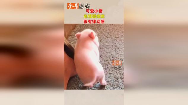 蹭痒痒的小猪教案中班ppt图标