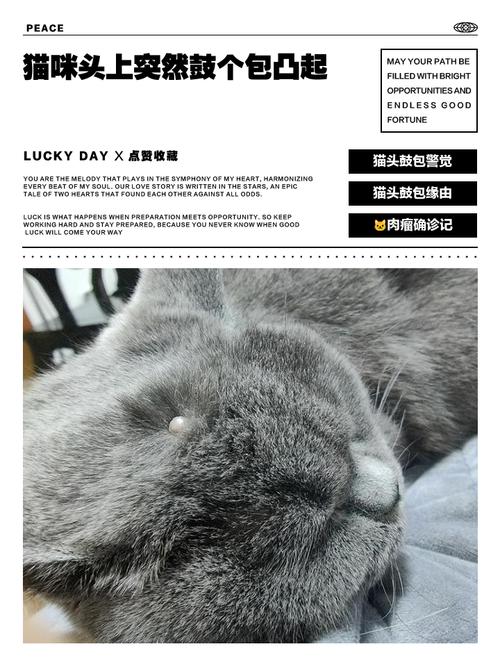 猫头上有个硬的凸起图标