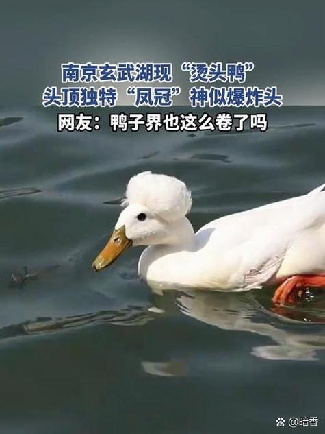 男鸭子去哪里找工作图标