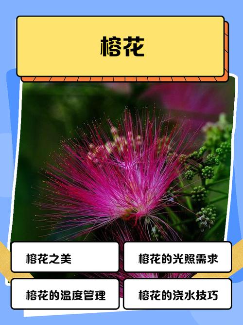 花榕三部曲顺序图标