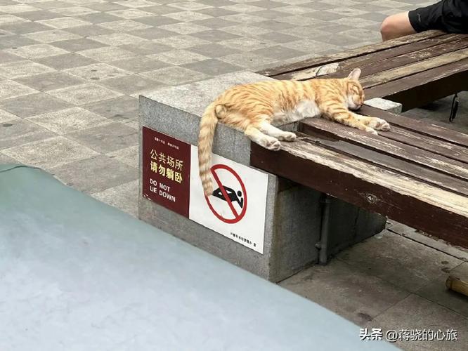 限制猫咪活动区域截图
