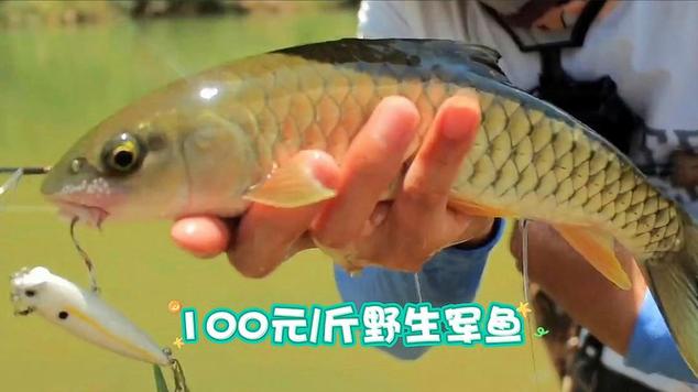 军鱼图片及价格图标