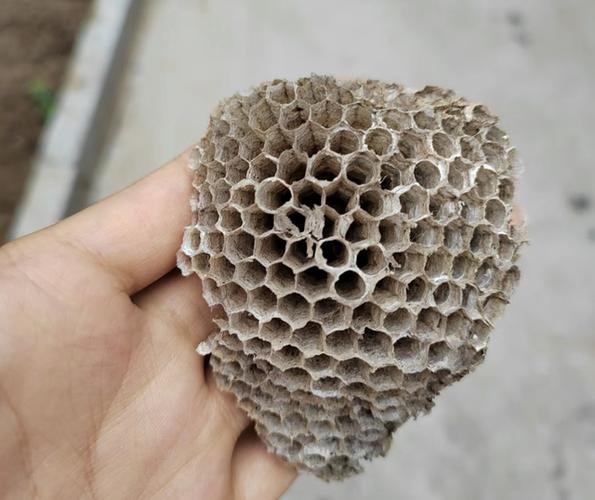 蜂巢和蜂窝的区别图标