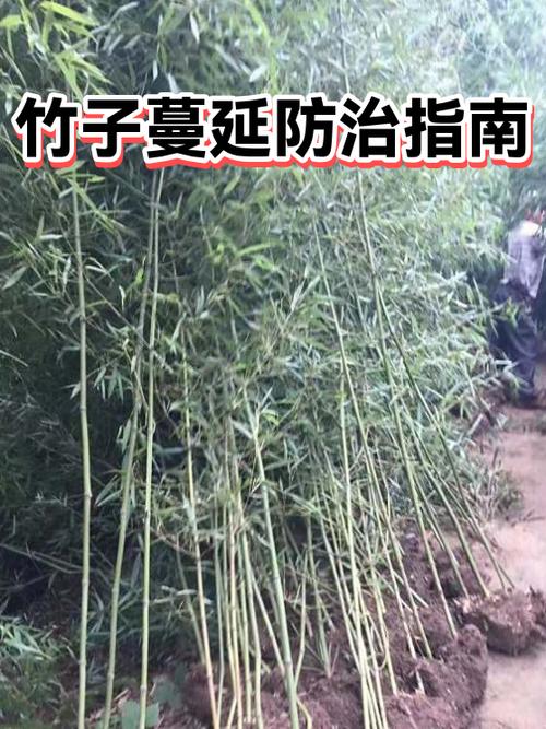 怎样不让竹子蔓延图标