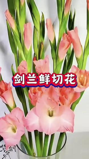 代表事业步步高升的花截图