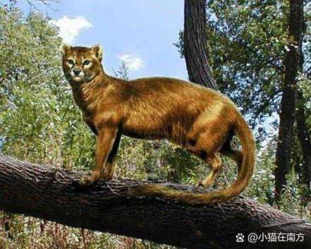 九尾猎短视频图标