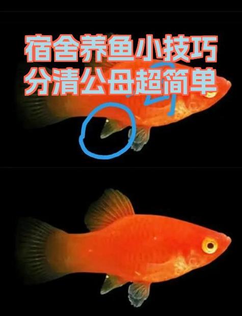 12条鱼一般人养不了图标