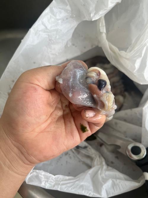 章鱼里面的白色的东西能吃吗截图