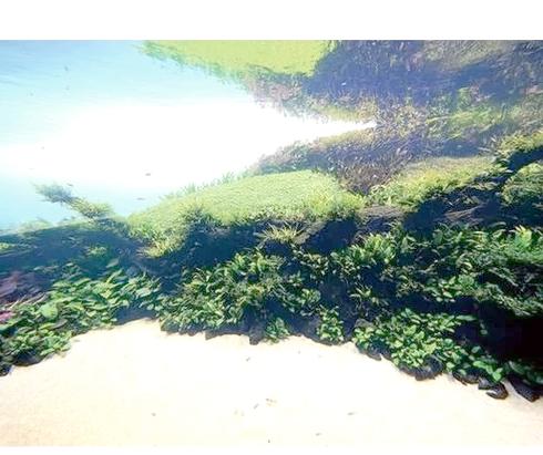 水草用普通LED灯图标