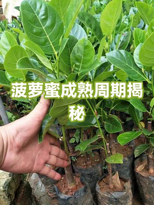 菠萝蜜什么时候成熟截图