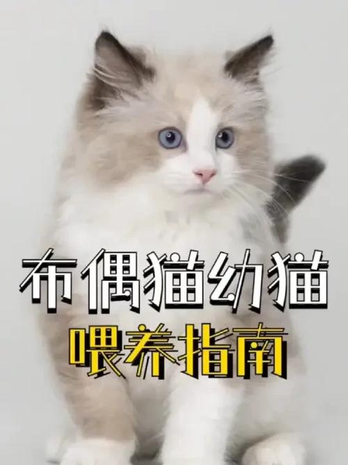 布偶猫放养还是笼子养图标