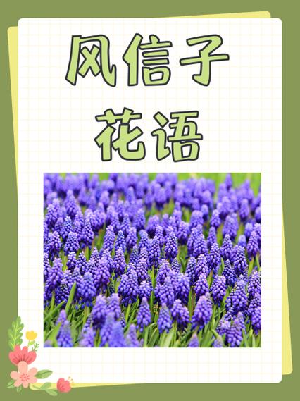 风信子寓意是什么意思图标