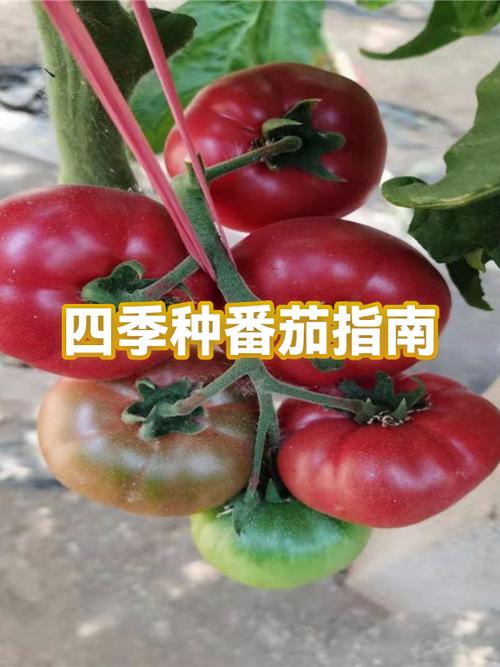 番茄审核要多久
