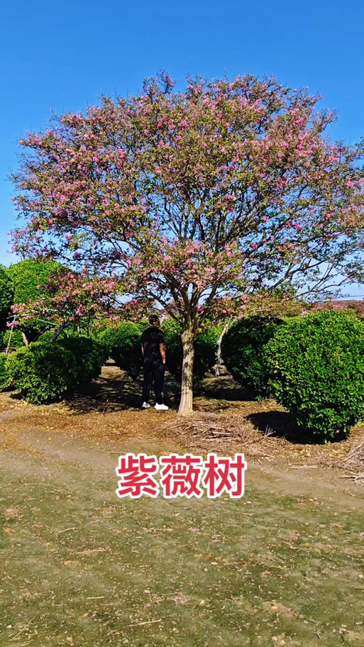 小院子最旺三种树截图