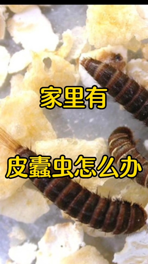 家里有皮蠹虫怎么办图标