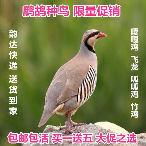 呱呱鸡怎么做好吃截图