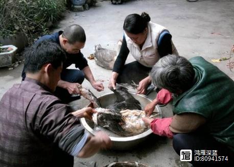 杀鹅怎样去毛好图标