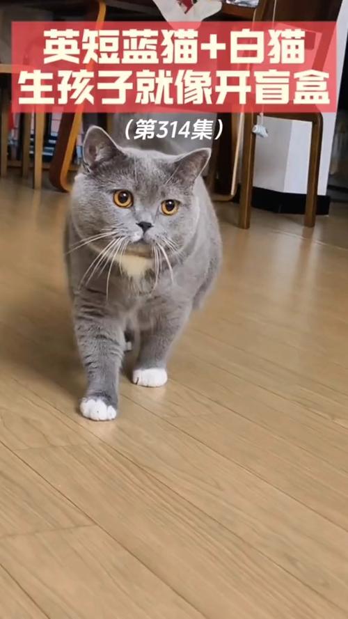 英短纯白和蓝猫配出来