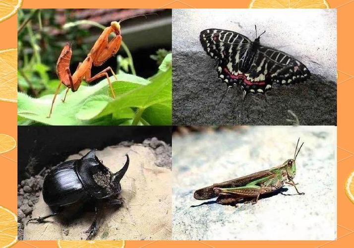 人身上长虫子图片图标