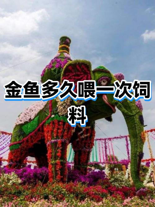 小金鱼多久喂一次图标