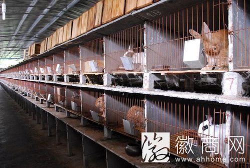 养兔场出租截图