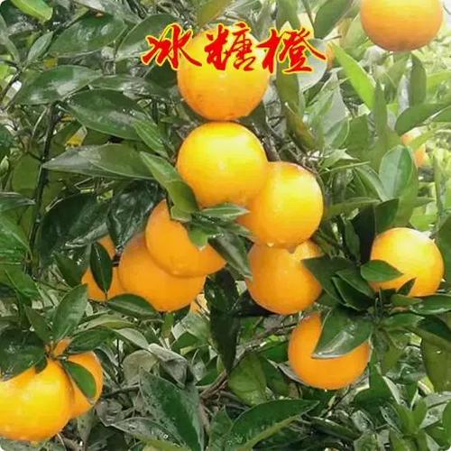 永兴冰糖橙价格多少钱一斤图标