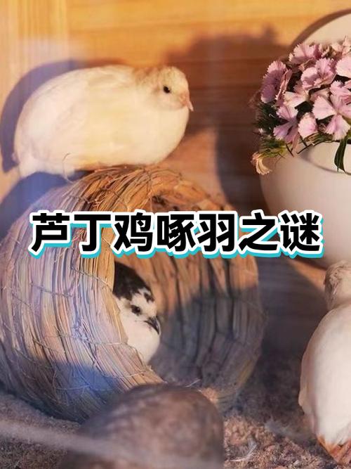 鸡为什么啄别的鸡嘴图标