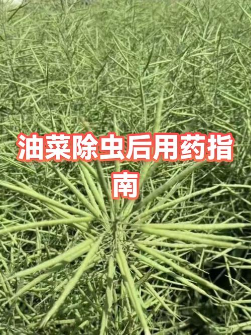 杀死红蜘蛛特效农药图标