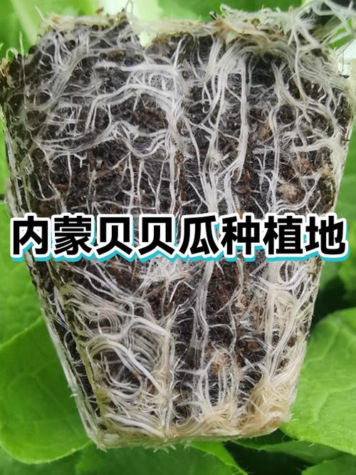 贝贝瓜是寒性还是热性截图