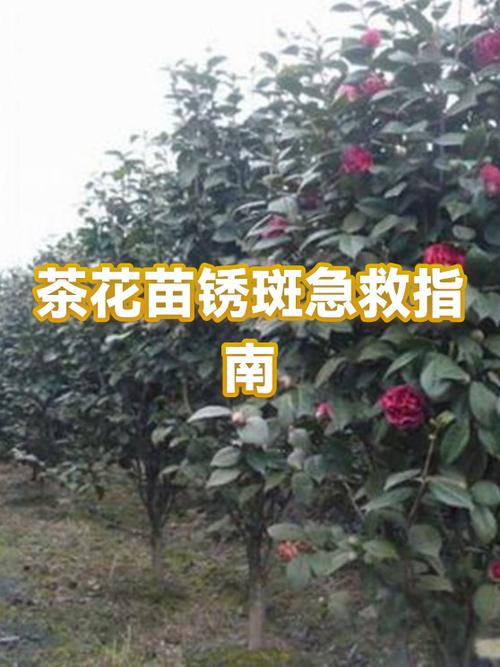 茶花叶子锈斑图片图标