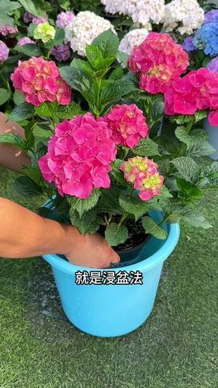 绣球花的浇水方法图标