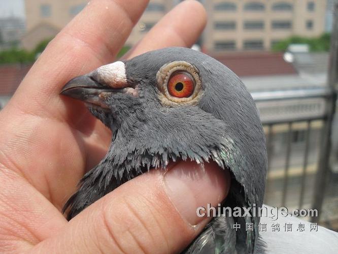 神舟鸟属于什么档次图标