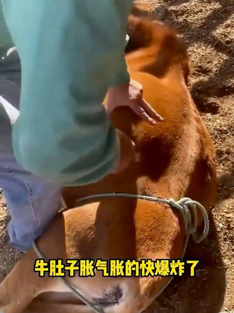 牛肚子胀怎么办最快的方法图标