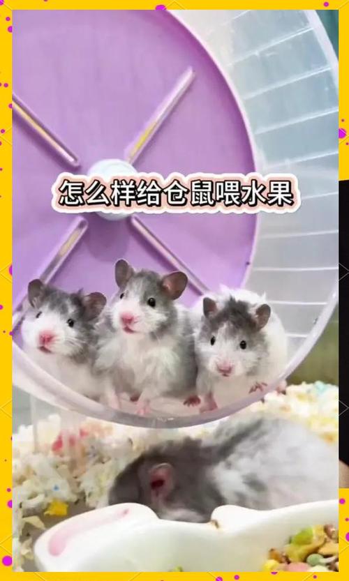 仓鼠一天喂一次可以吗图标