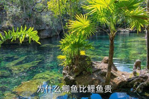 为什么鲫鱼竿比鲤鱼竿贵图标