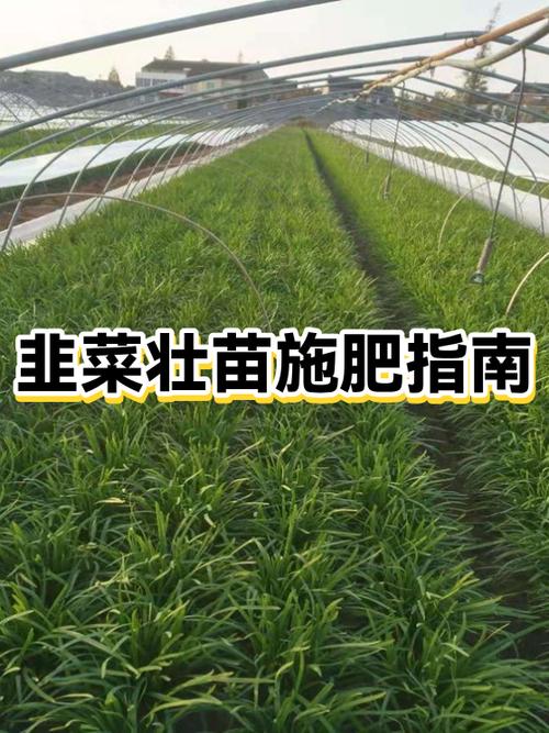 种韭菜用什么肥料最好图标