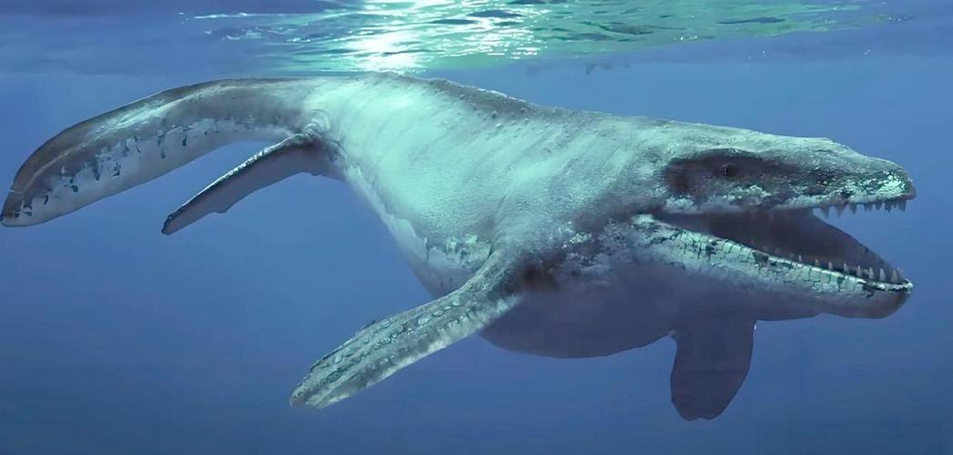 十大巨型海洋生物图标