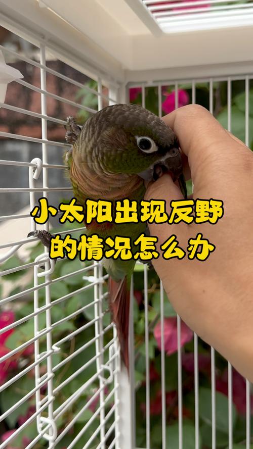 小太阳反野还能亲人么截图