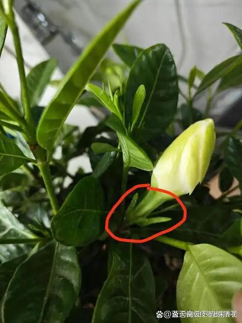 催花苞的5大绝招图标