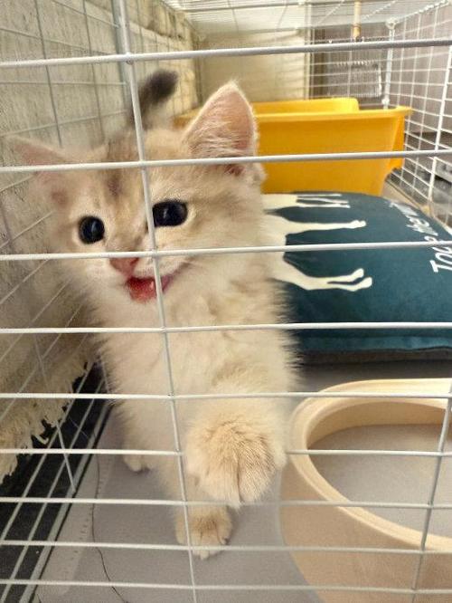 附近宠物猫回收图标