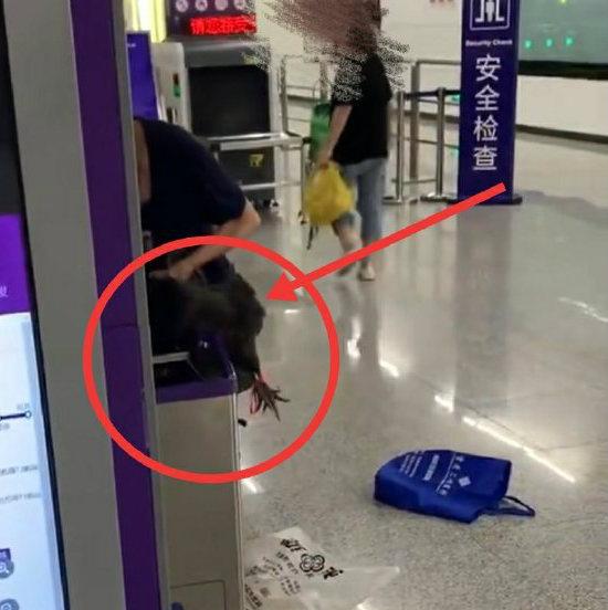 地铁上活鸡能不能上地铁图标